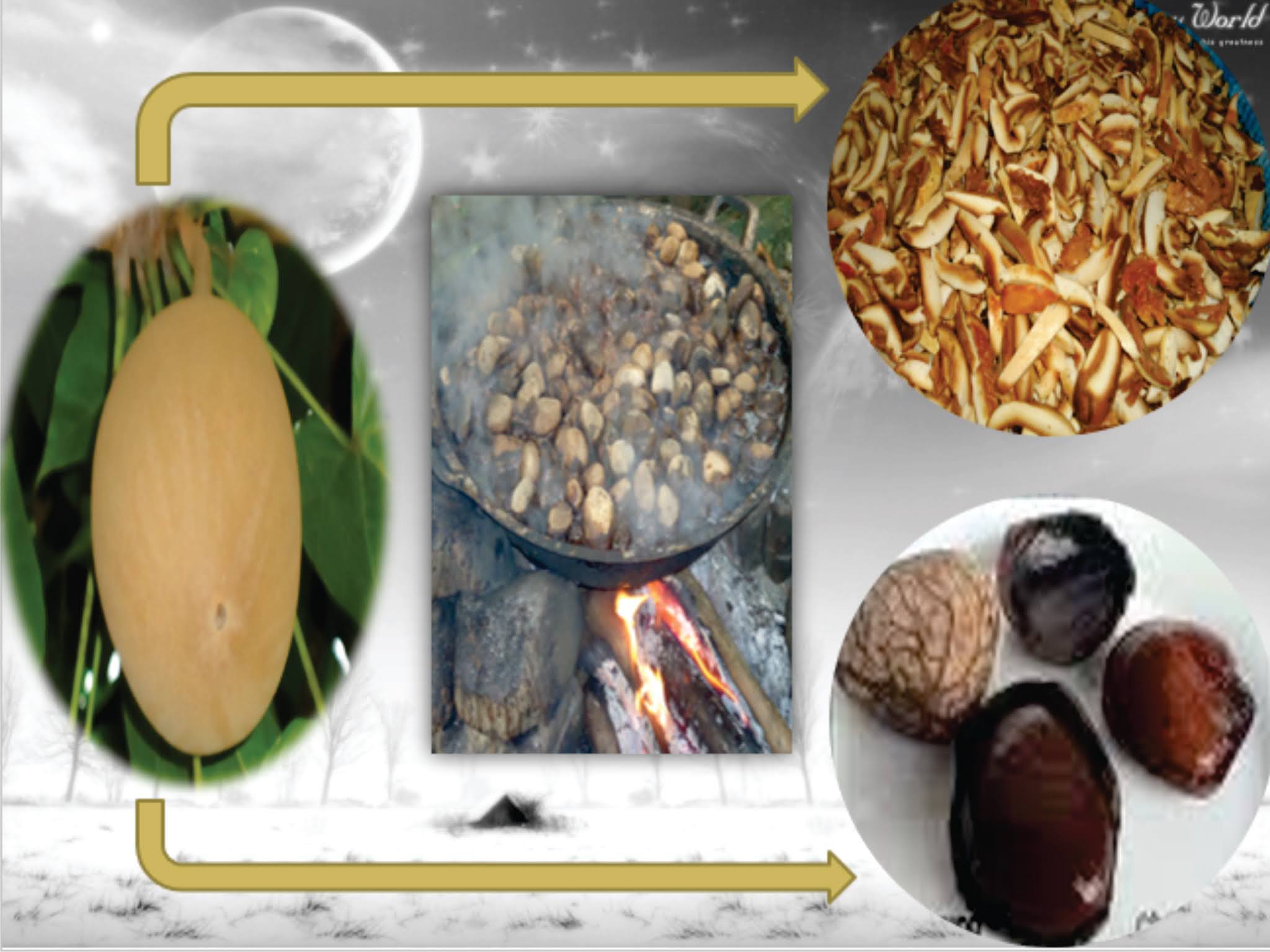 PANGI TANAMAN PRIMADONA DI KABUPATEN SOPPENG