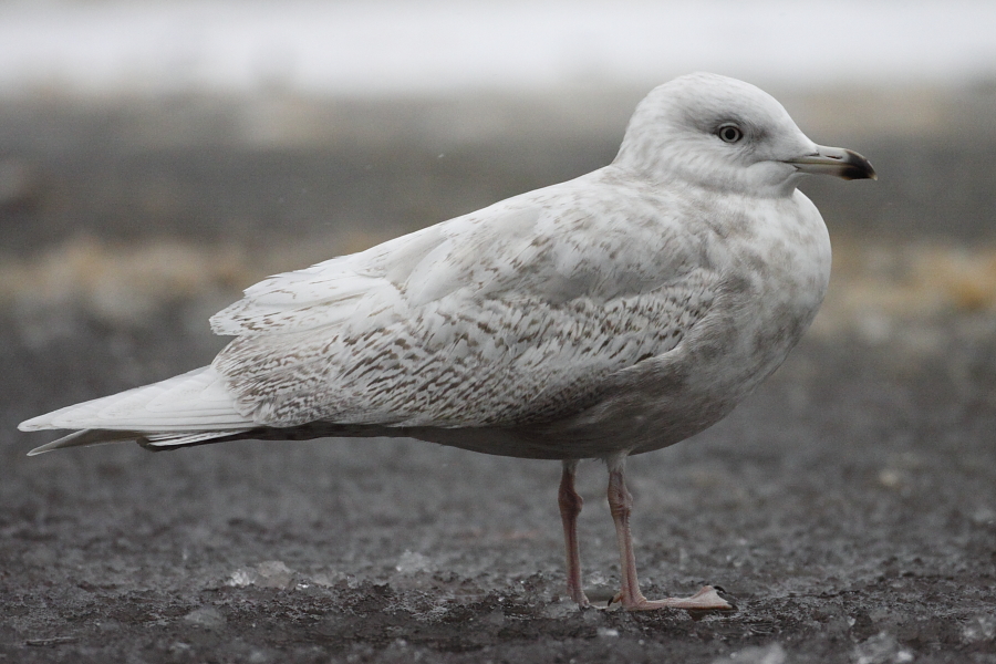 GullDK: Iceland Gull (Larus glaucoides), 3cy, 27.01.2012, University ...