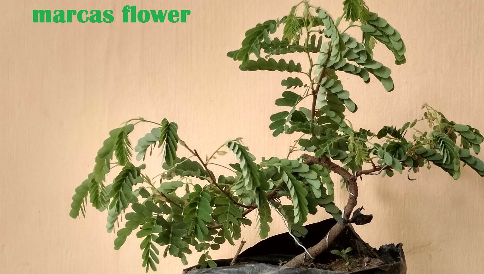 Keindahan Membuat Bonsai Asam Jawa Dari Semai Biji