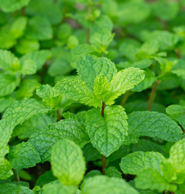 About Health: Peppermint