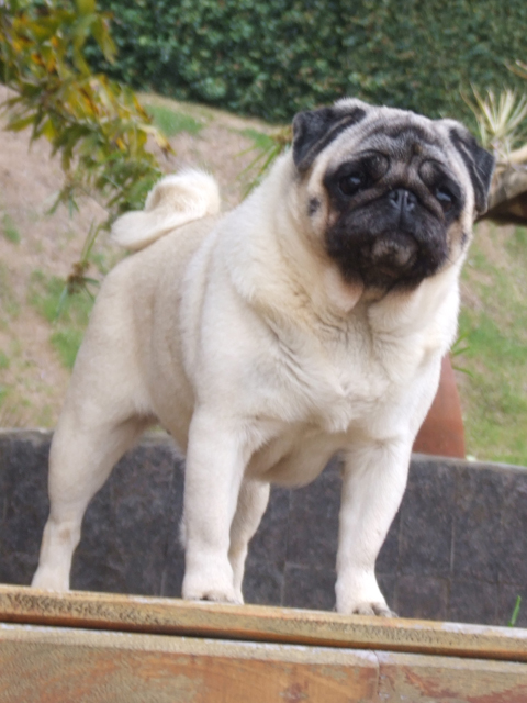 Nabuco Pugs