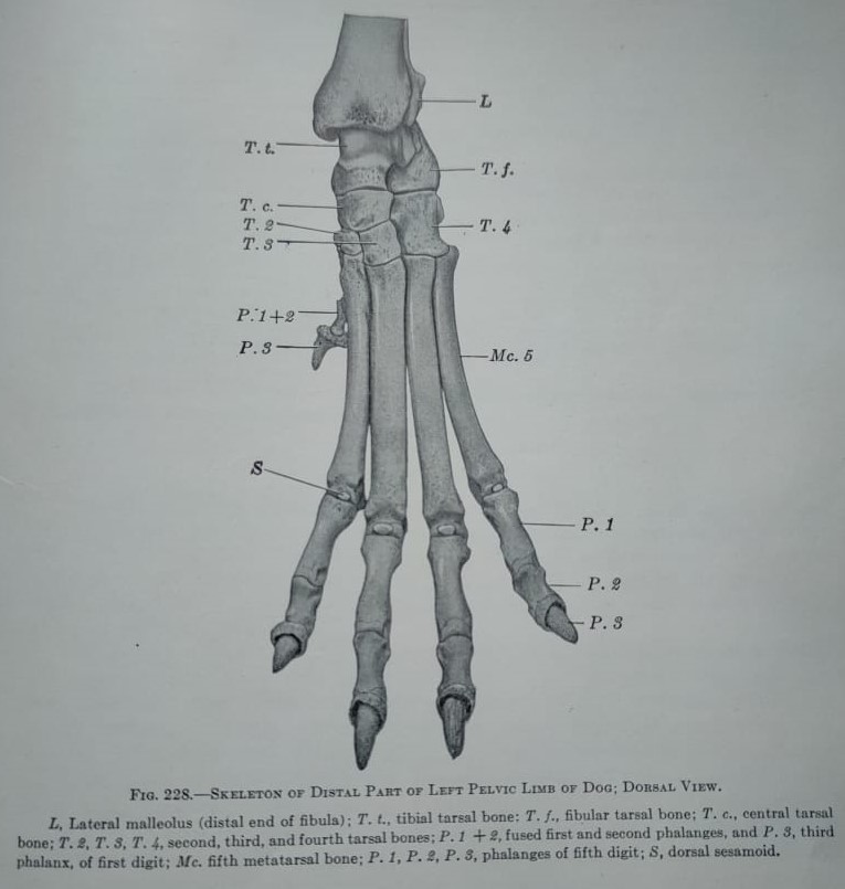 Bones of Tarsus | Gross Anatomy | Anjani Mishra