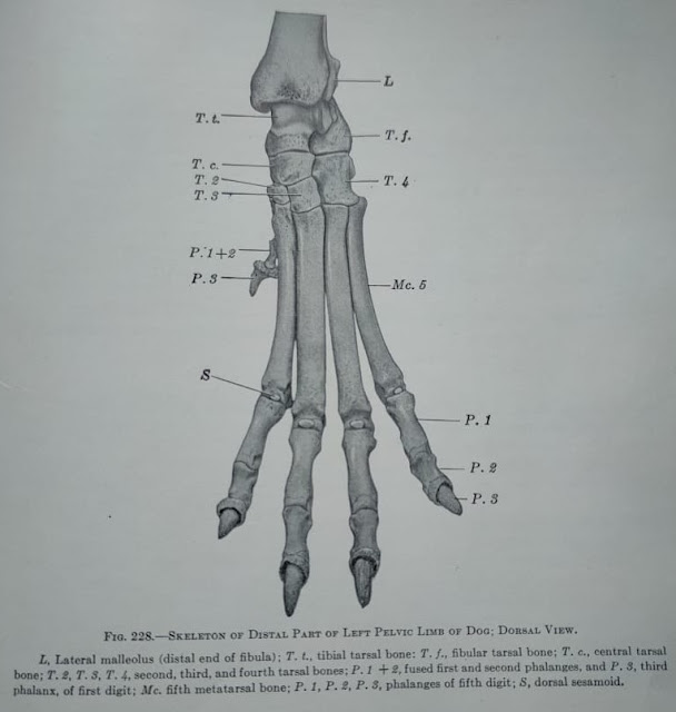 Bones of Tarsus | Gross Anatomy | Anjani Mishra