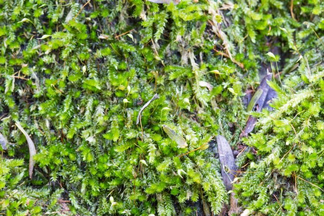 Flora de Puerto Rico Ilustrada Papo Vives: MUSGOS HYPNALES ...