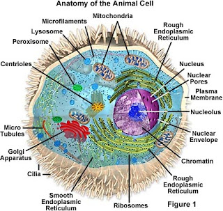 Living Environment: Cell Organelles