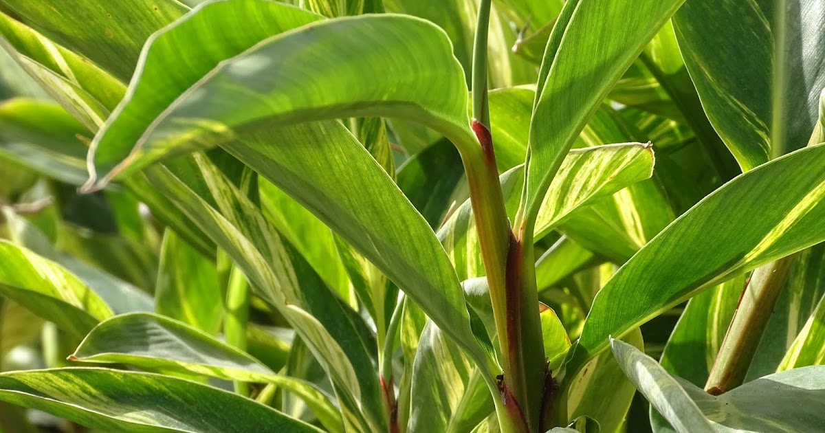 Alpinia zerumbet (Alpinia)