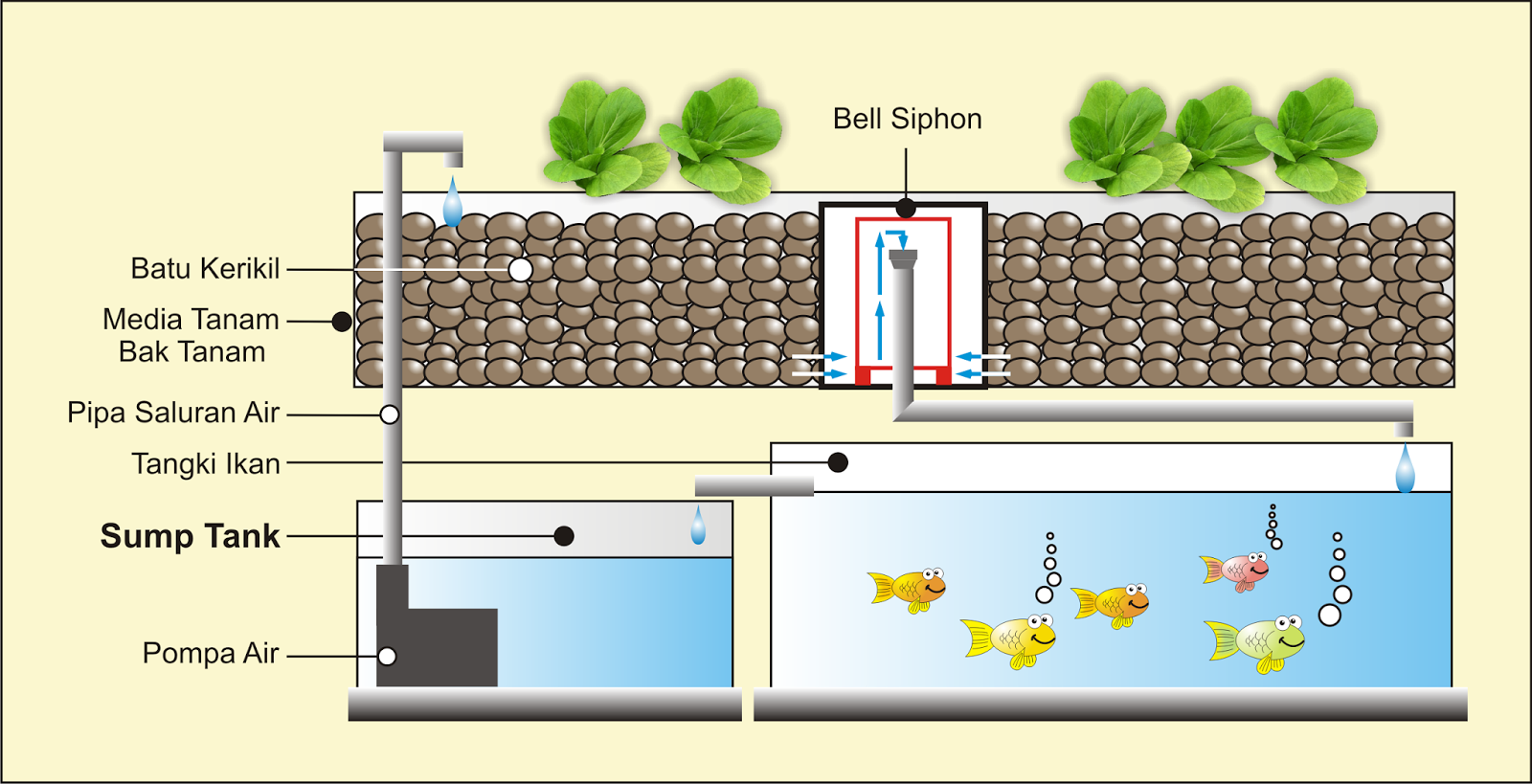 akuaponik, aquaponik, hidroponik, akuakultur, ikan, sayuran, pertanian ...