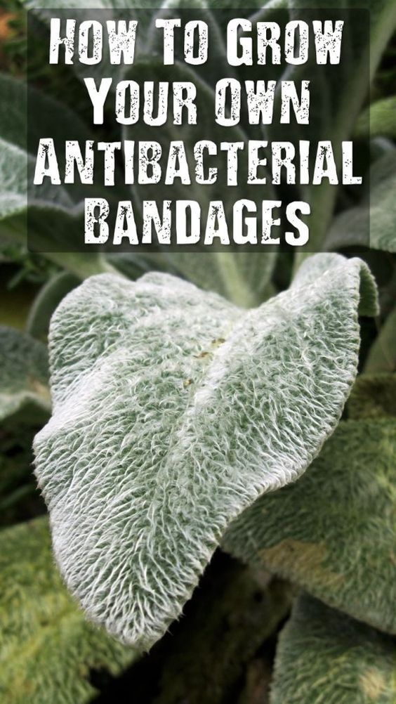 G 4 Gardening: How To Grow Your Own Antibacterial Bandages - This is ...
