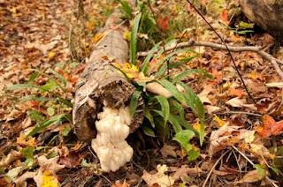 Outdoor Jay: Edible BEAR'S HEAD TOOTH (a.k.a. Hericium Americanum ...