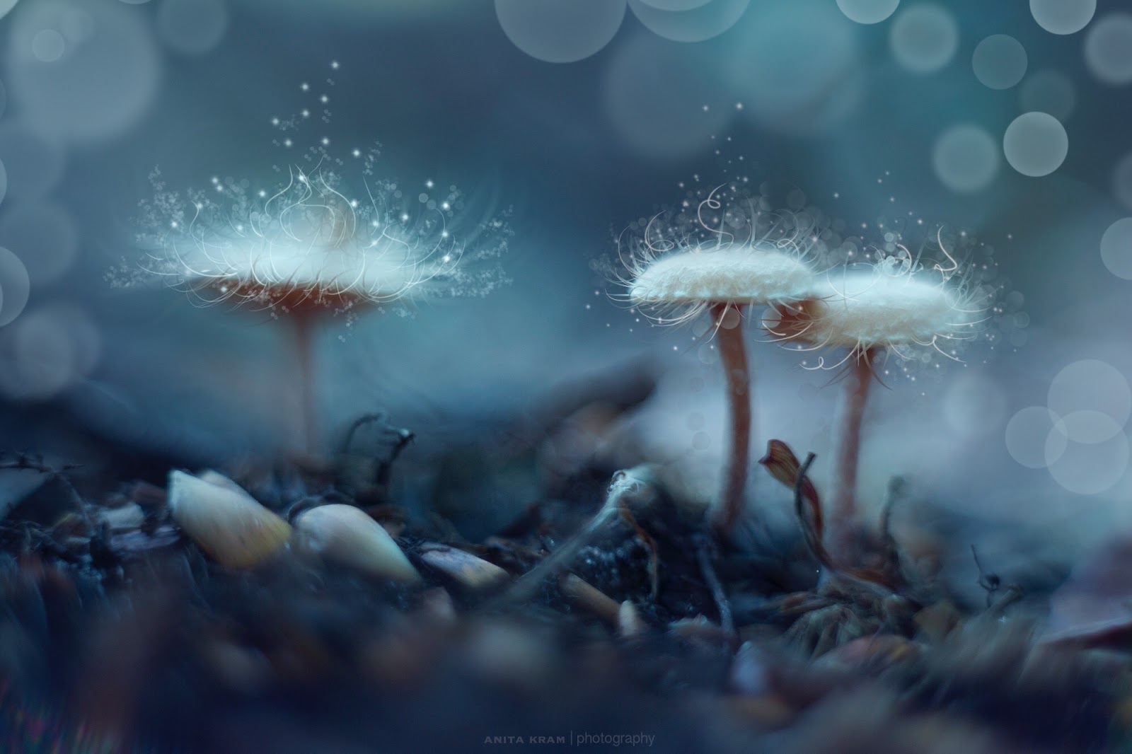 Anita Kram | photography: Editing with Procreate