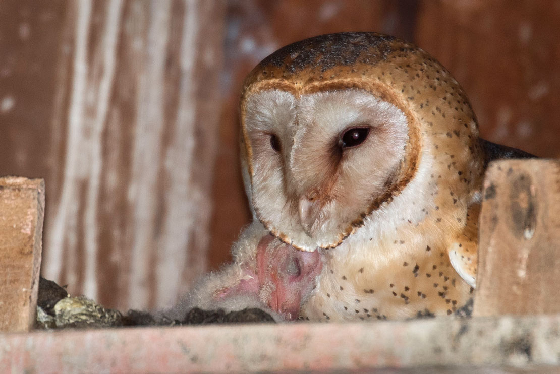 Robin Loznak Photography: Baby barn owls in Oregon