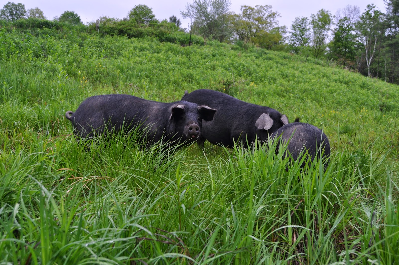 Climbing Tree Farm: Beautiful Morning at Climbing Tree Farm/ Young Pig ...