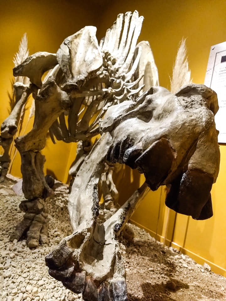 Museo de Ciencias Naturales de Miramar "Punta Hermengo".: Conoce ...