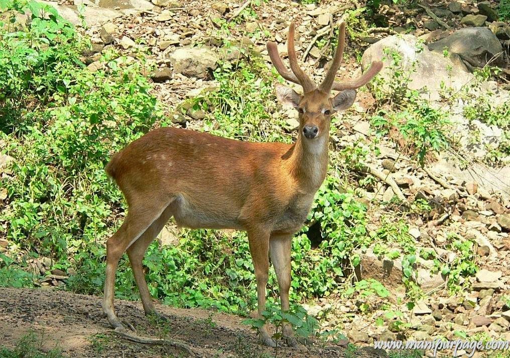 MY MANIPUR: THE SANGAI THE PRIDE OF MANIPUR