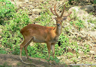 MY MANIPUR: THE SANGAI THE PRIDE OF MANIPUR