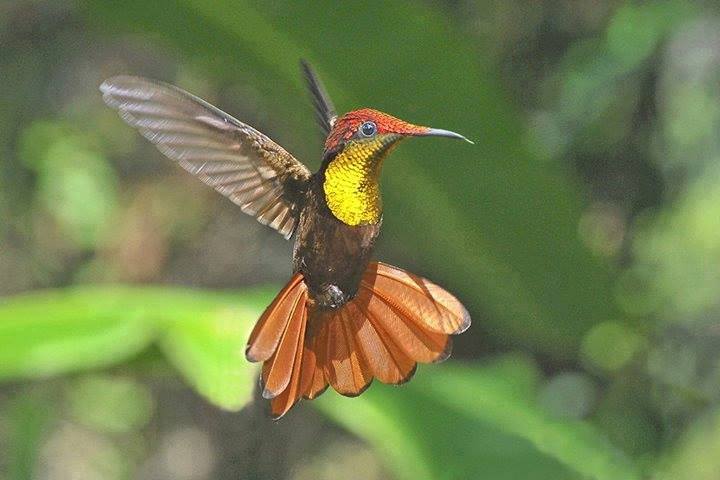 Article World : Golden Hummingbird