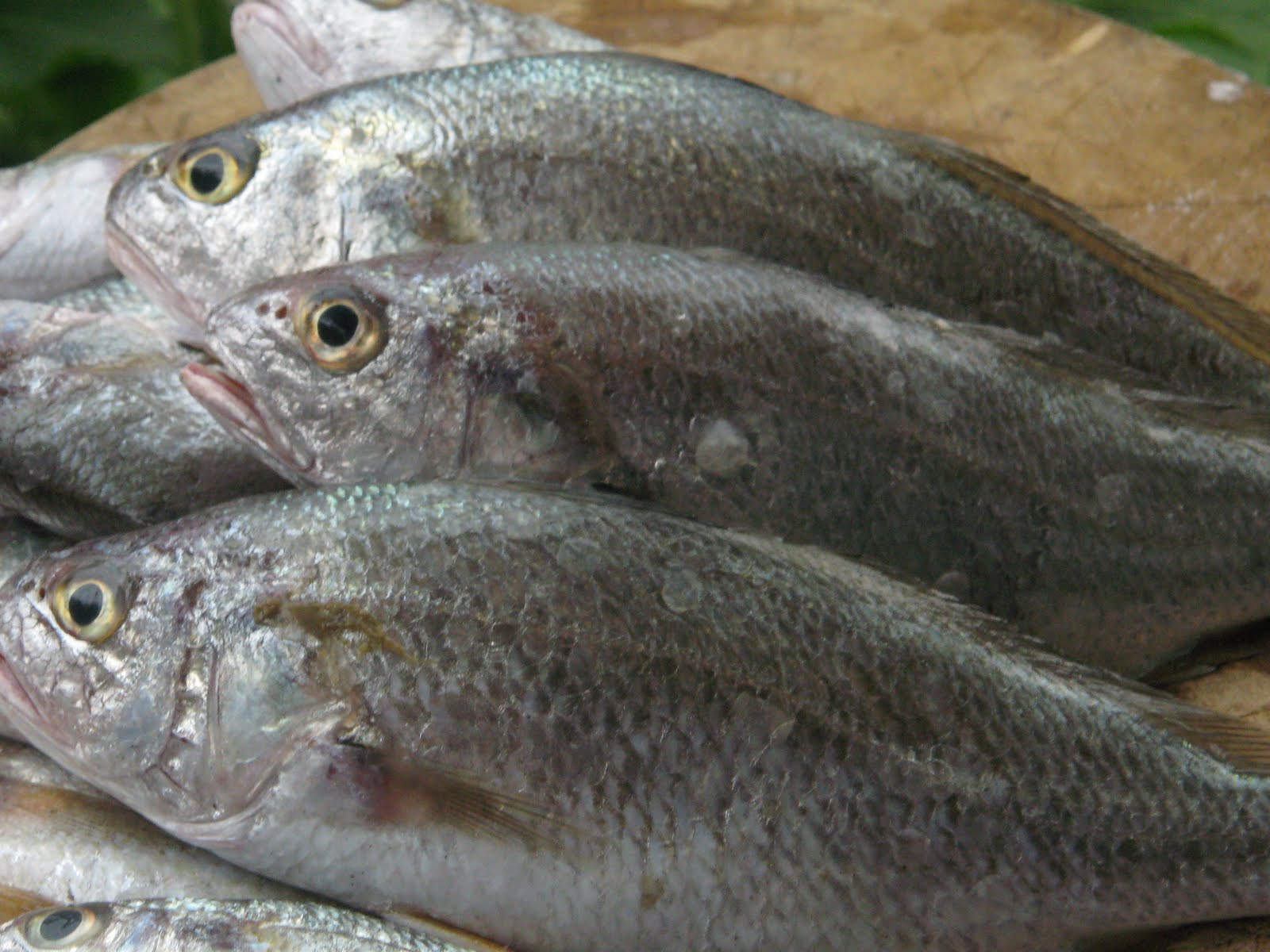 bucaio: Isdang Cavite