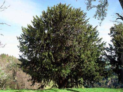 Bosnian Magic: The holy tree of Bosnia- Tisovina (Taxus baccata)
