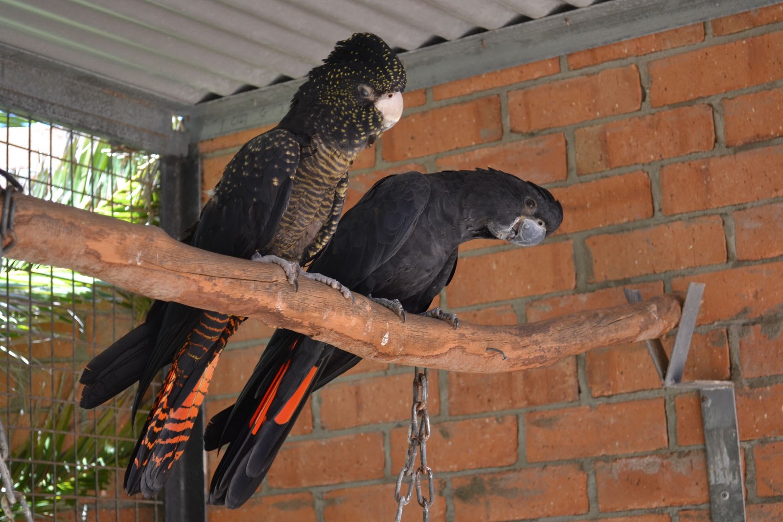 BEAUTY OF WILDLIFE: Some Real and Unique Parrots Like Macaw,Red Tailed ...