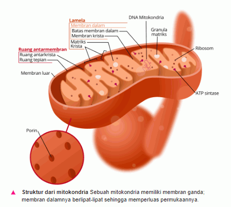 Mitokondria: Gambar, Struktur, dan Fungsinya - BACA CODING