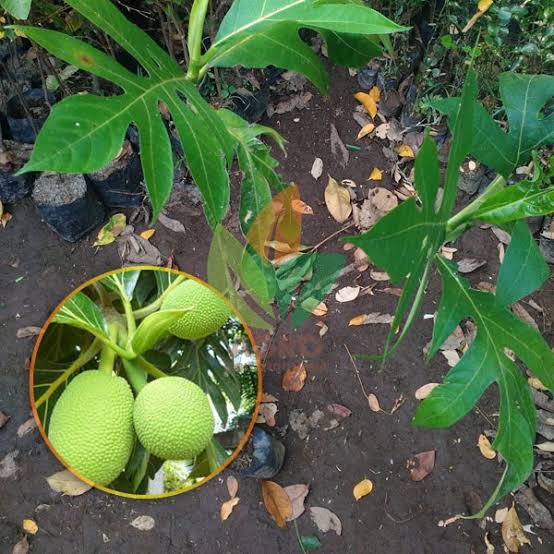 Pohon Sukun ~ Inpohon