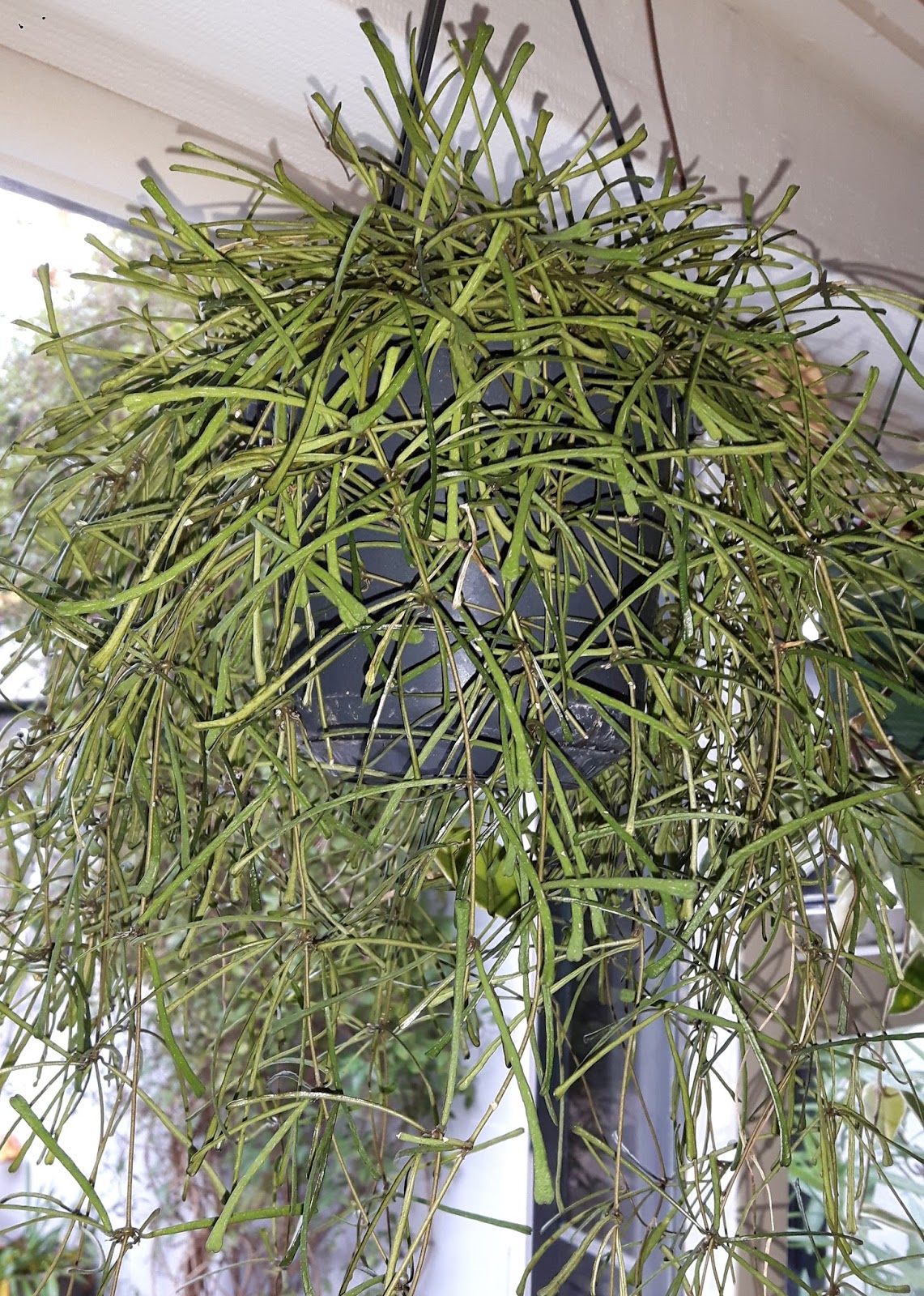 Gerrit's Hoya flowers: Hoya retusa