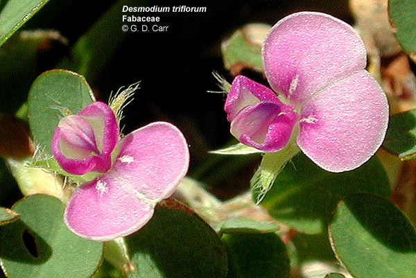PLANT FAMILIES OF PUERTO RICO AND FLORIDA PAPO VIVES: LEGUMINOSAE ...