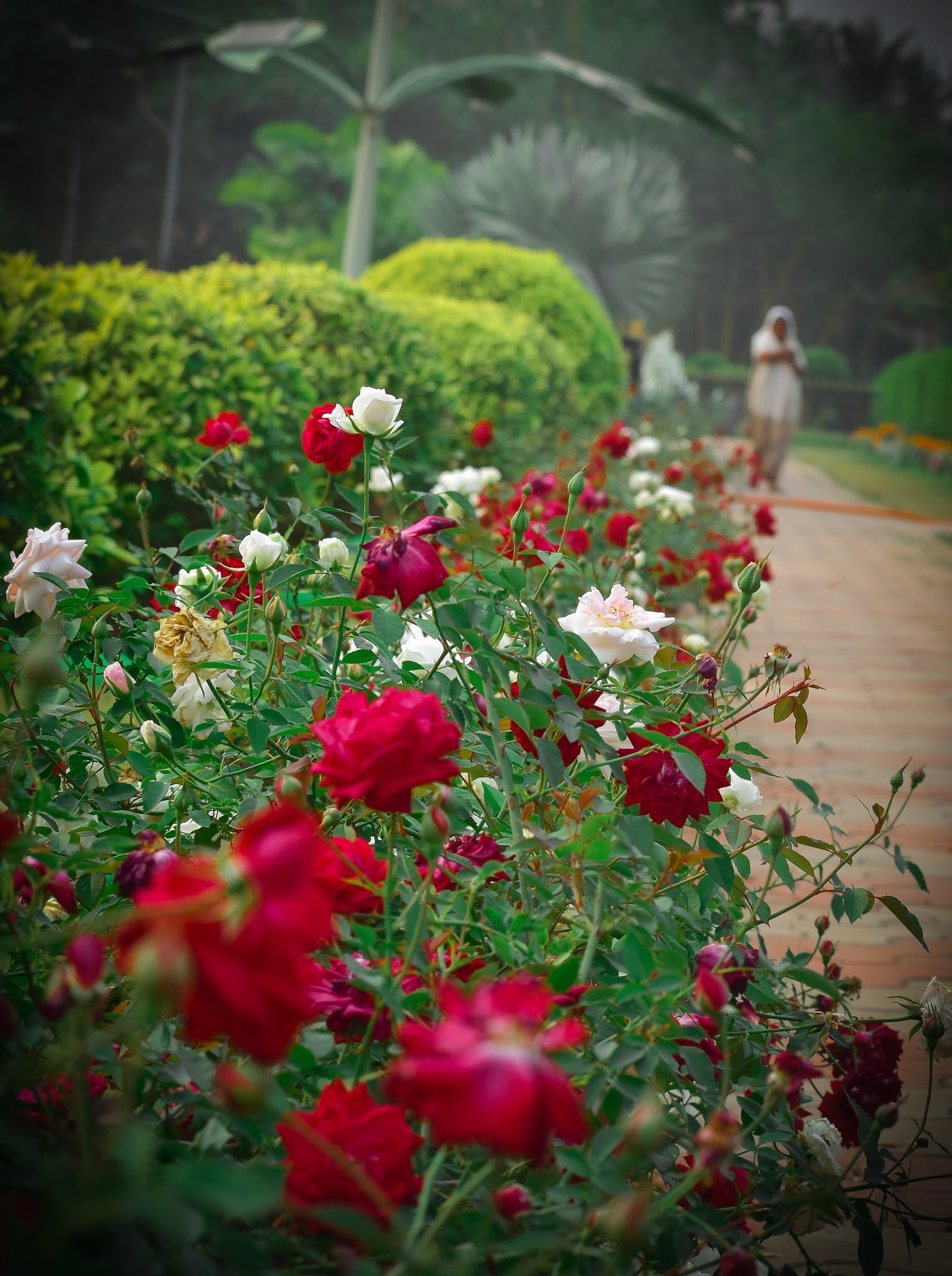 The beauty of nature flowers