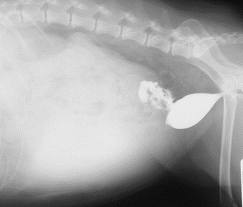 Radiological signs of urinary bladder rupture - Vet Note