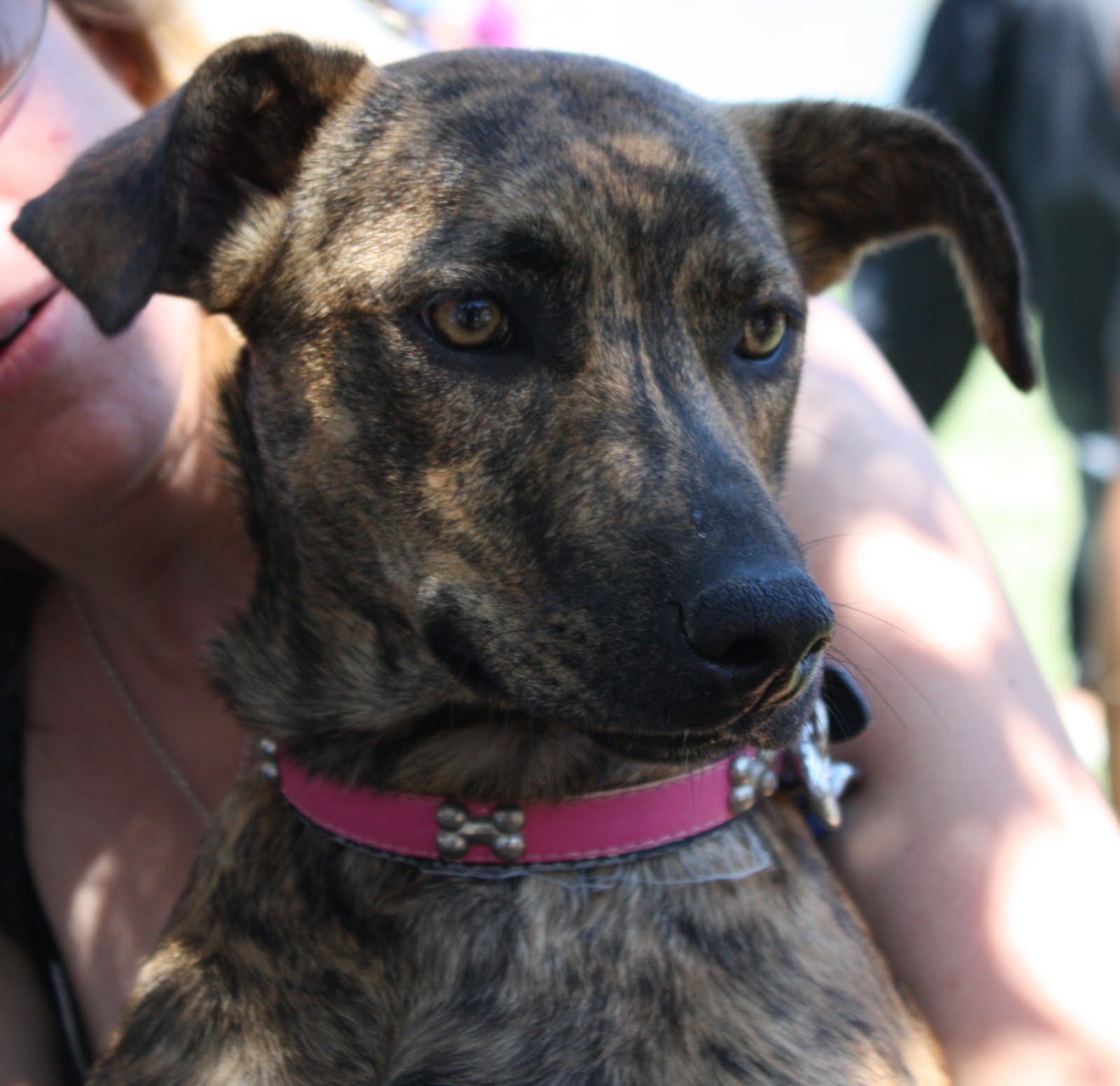 NOBLE GALGO: MOLLY,LA CACHORRITA CRUCE DE GALGO QUE NADIE VE...ELLA ...