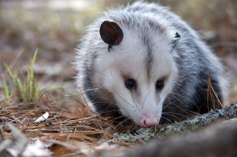 Natureza, Perfeição sem tamanho...