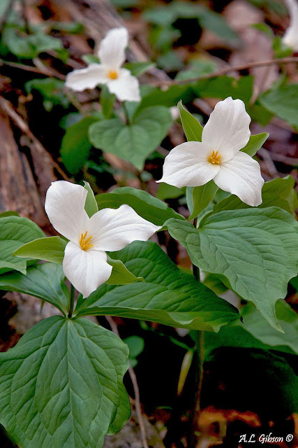 The Buckeye Botanist: Guide to the Trillium of Ohio