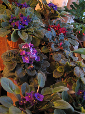Larry's Creative Zone: African Violets