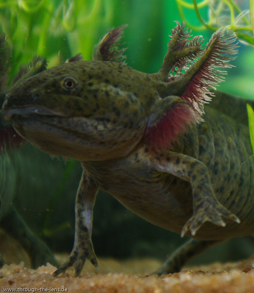 Amazing Animals Pictures: Walking fish or more as known as Mexican ...