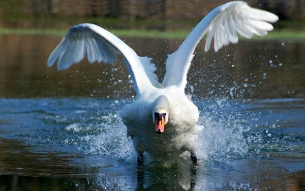 Maynard Life Outdoors and Hidden History of Maynard: July 2019