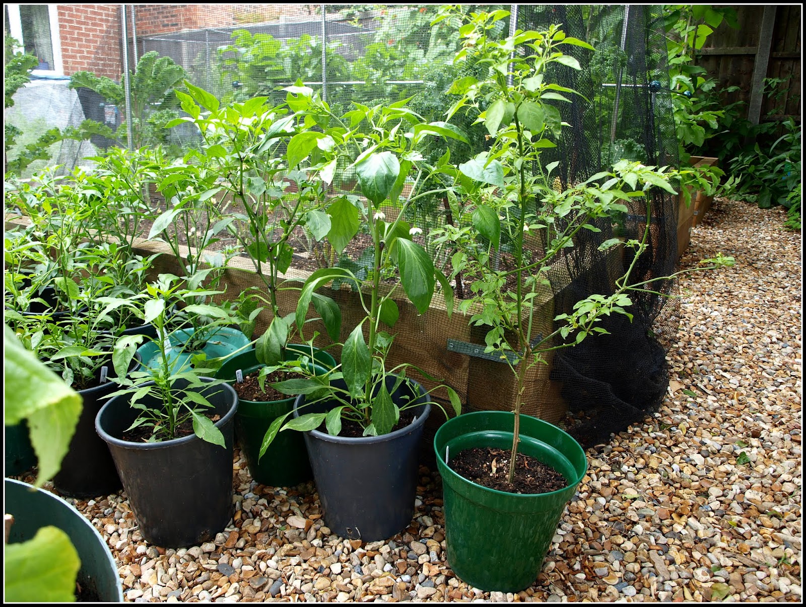 Mark's Veg Plot: Chilli update