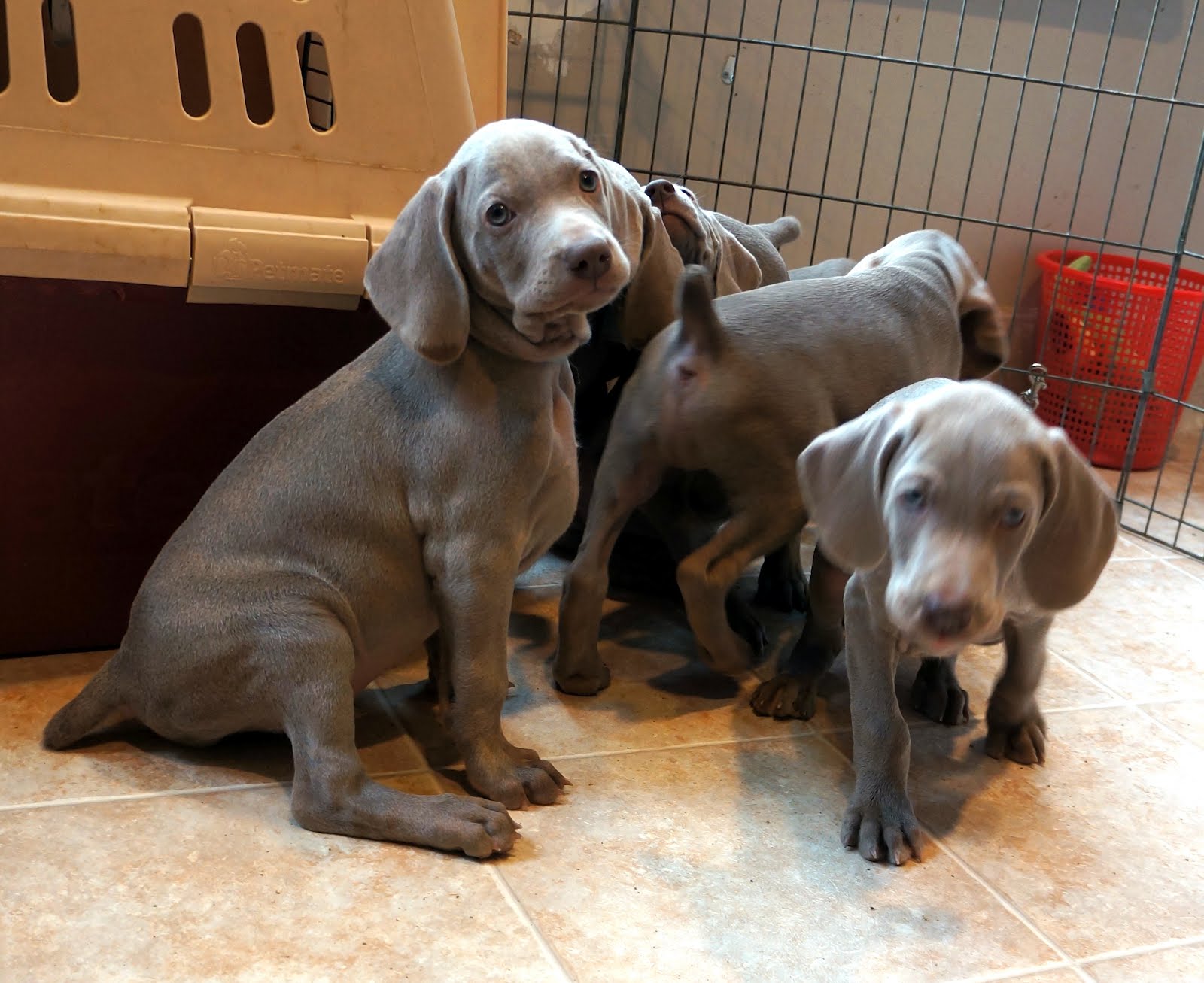 RoseWin Weimaraners: ROSEWIN PUPPY PACK 8 weeks old from CERVELO / LILY ...