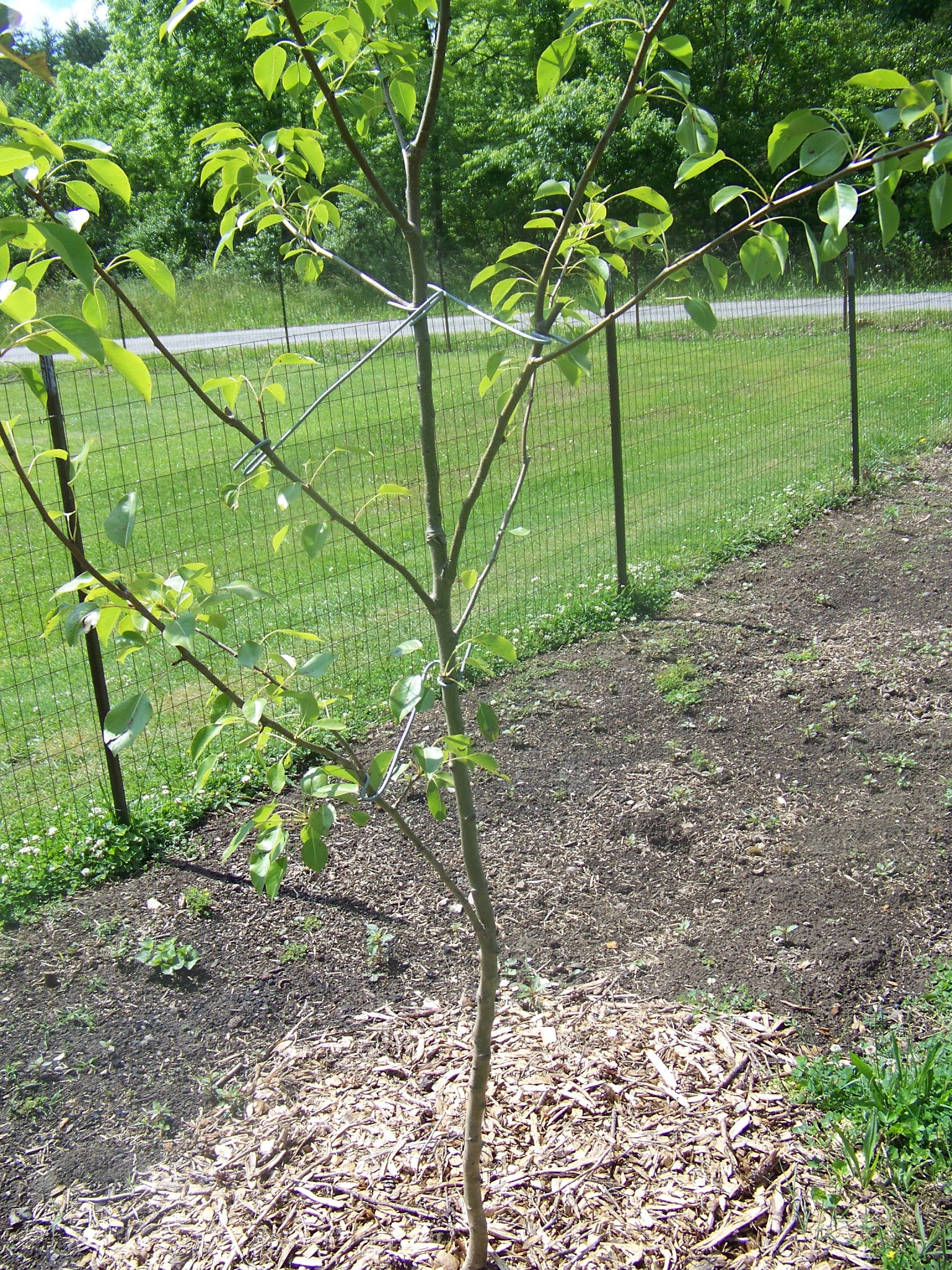 Hickery Holler Farm: Homemade Limb Spacers for Fruit Trees
