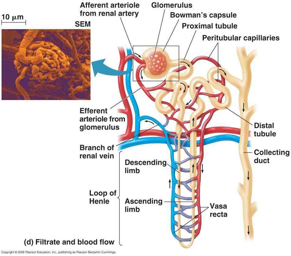 Puneet Garg Structure Of Nephron Puneet Garg Structure Of Nephron