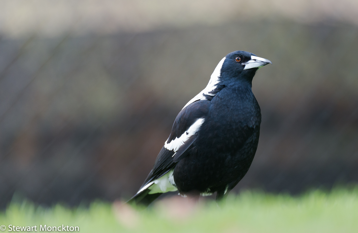 Paying Ready Attention - Photo Gallery: Seven for a Secret