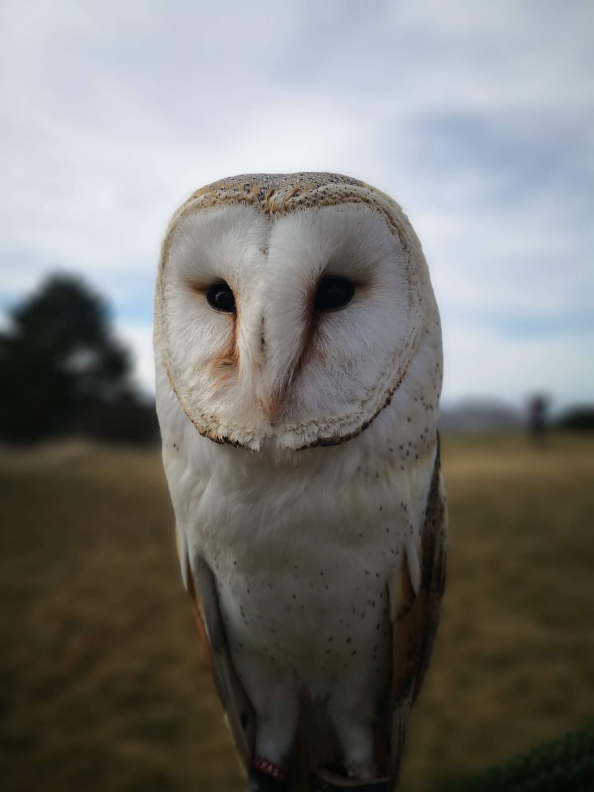 Let's talk about Science: La lechuza común, por David Fernández López