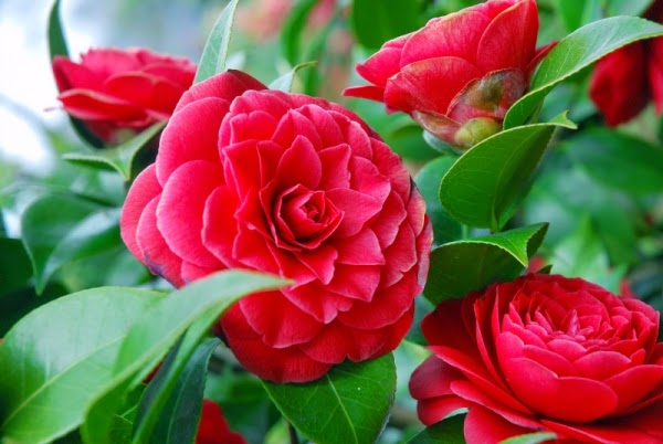 HOW DO YOU TAKE CARE OF A CAMELLIA BUSH? |The Garden of Eaden