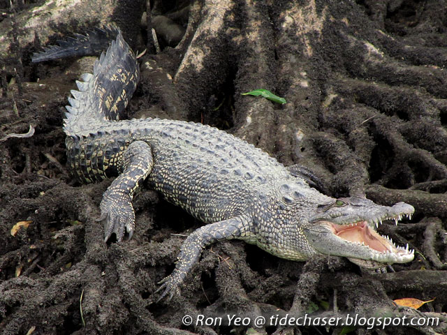 tHE tiDE cHAsER: Crocodilians (Phylum Chordata: Order Crocodilia) of ...