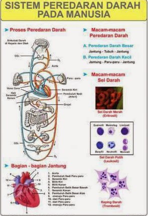 Daftar Poster ~ Daftar Charta atau gambar biologi untuk manusia, hewan ...
