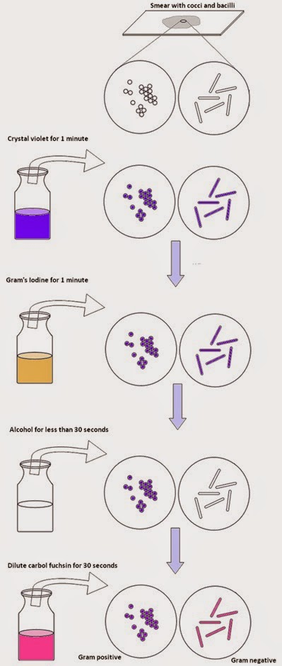 Pengecatan Gram | MedTech