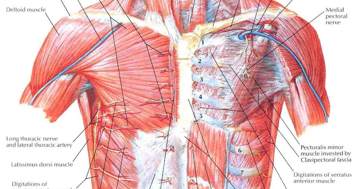 Anatomy Thorak ~ KEGAWATAN JIWA FAMILY