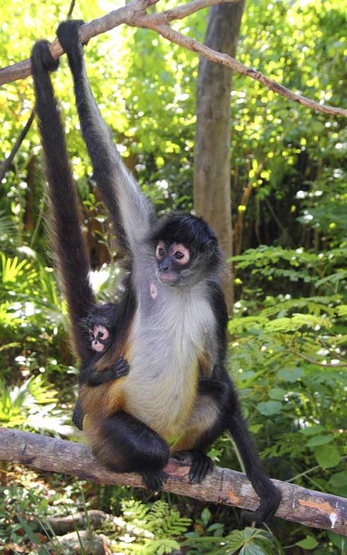 SPIDER MONKEY - LIFE CYCLE, REPRODUCTION AND ADAPTATION.