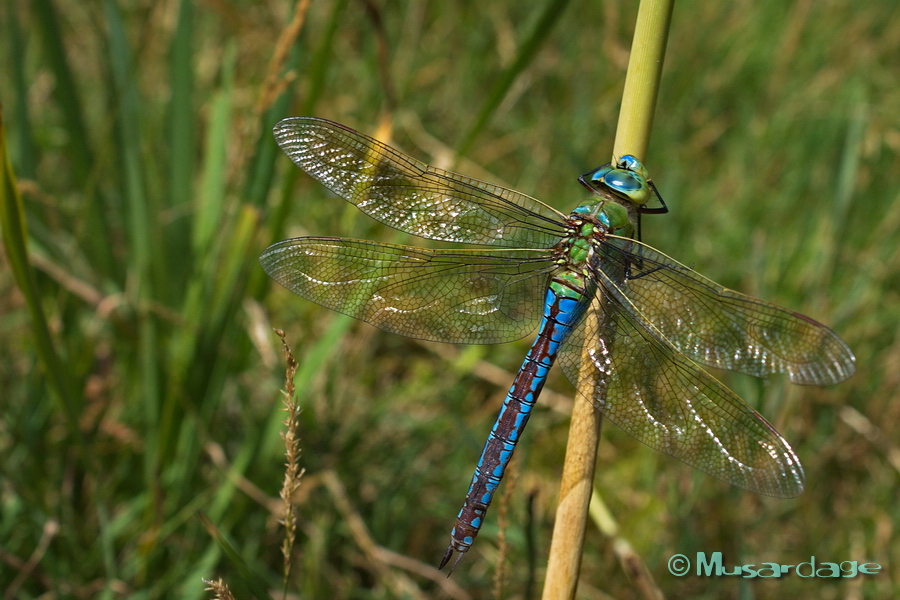 L'anax empereur | Musardage du côté de Trégunc