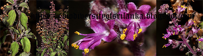Biodiversity of Sri Lanka: මදුරු තලා [Maduru Thala]Sacred Basil/Holy ...