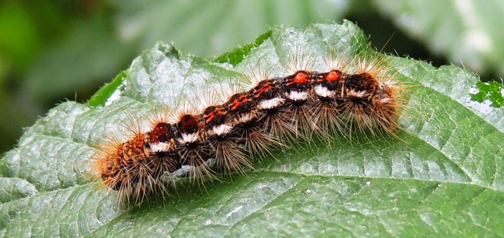 La Natura a la Baixa Tordera: Més sobre el gran engany al voltant de la ...